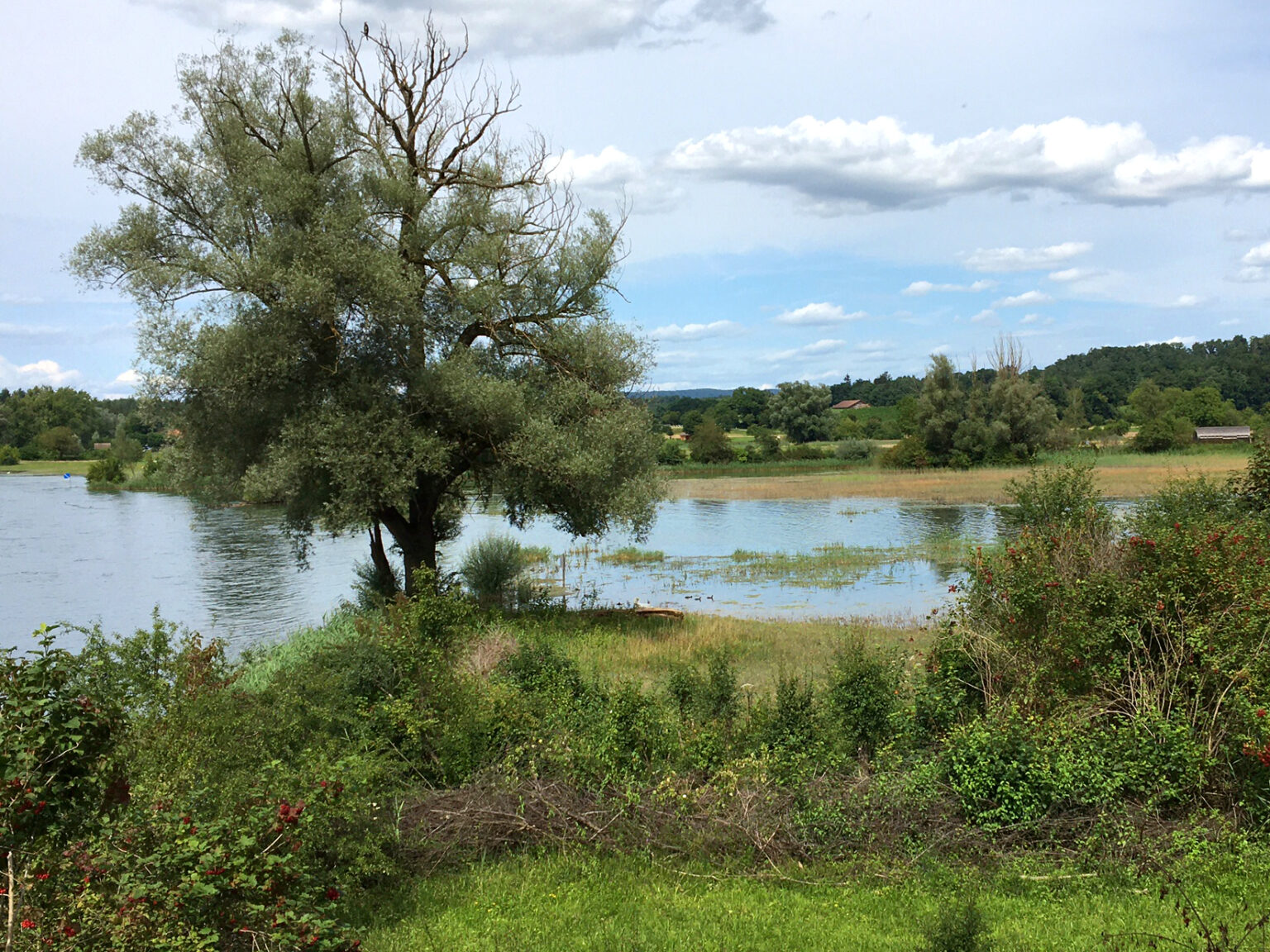 Renaturierung der Thur – Naturzentrum Thurauen