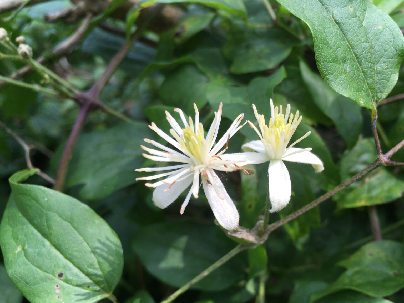 Bettlerskraut, Waldrebe oder Niele – Naturzentrum Thurauen